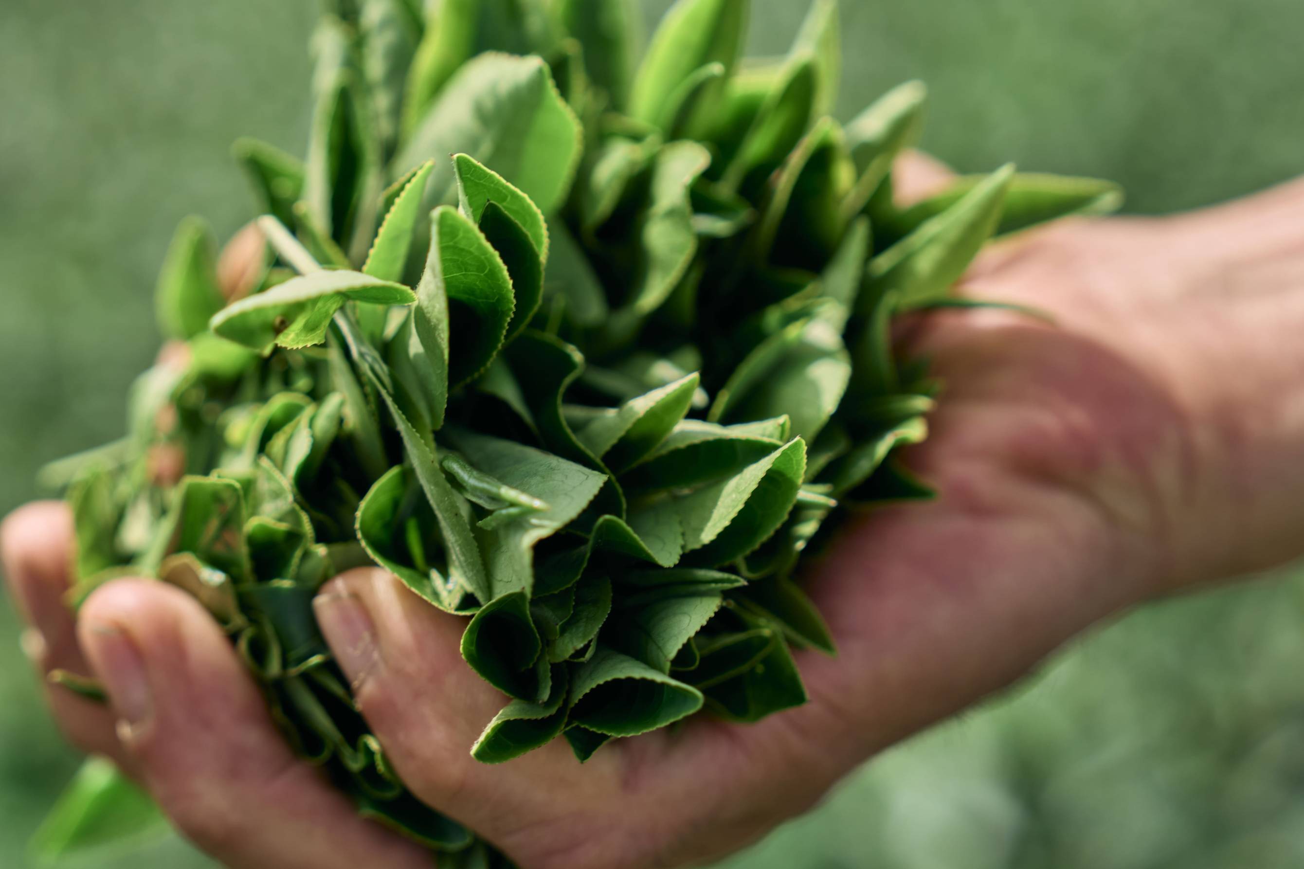 在大自然裡喝酒｜Fourplay 全新概念店「Drizzle by Fourplay」，以酒吧與自然共生 - Flavor | 風格美食指南