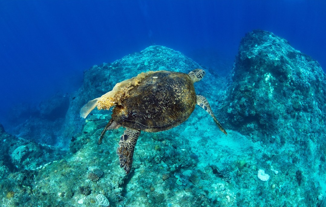 Green is IN ! 2024 綠色反思日回顧｜透過藝術家之手與眼，拋出對環境的回應 - Flavor | 風格美食指南